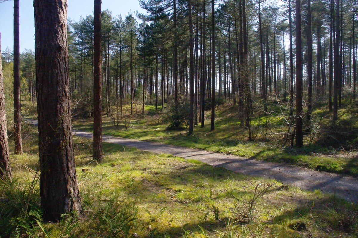 Haunted Woods and Haunted Forests in the UK